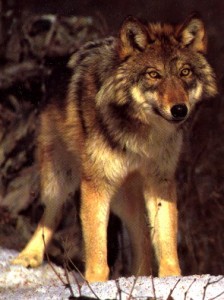 Lobo rojo » LOBOPEDIA